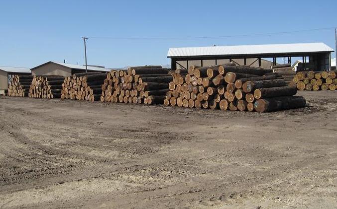 Veneerlogs Export | Wieland & Sons Lumber Co. - Hardwood Lumber ...